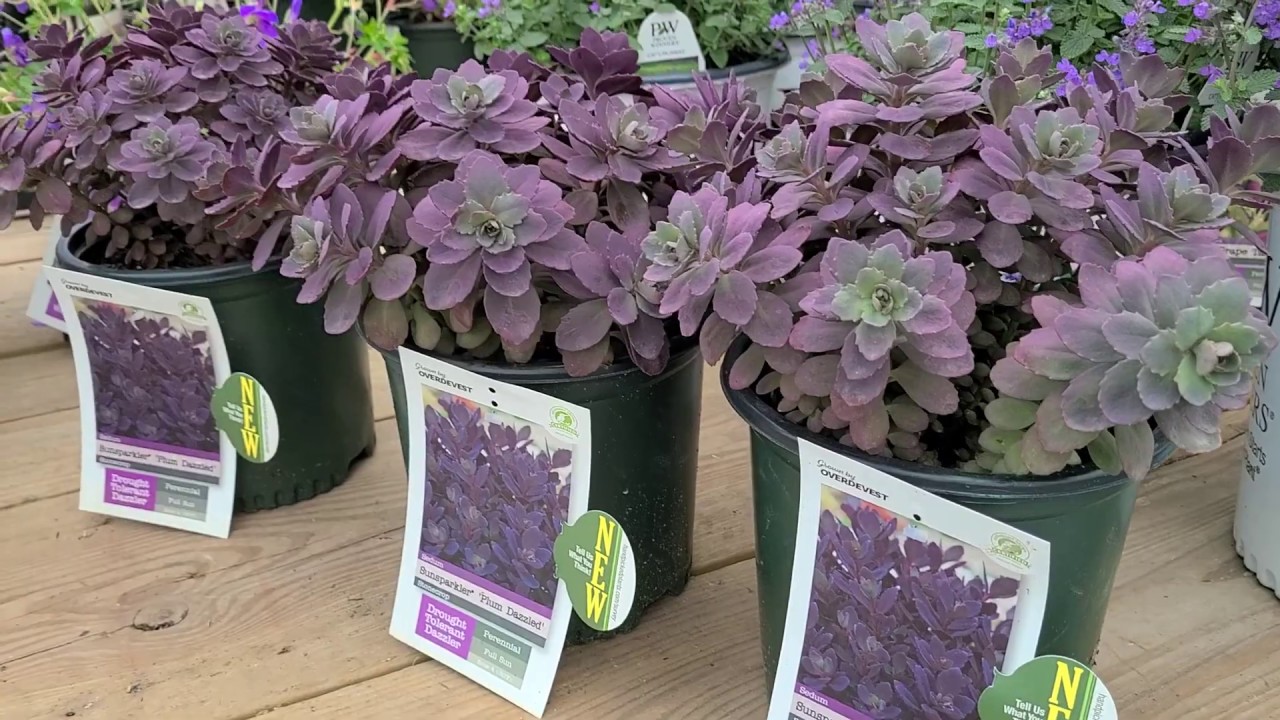 Sedum Sunsparkler® 'Dazzleberry' & 'Plum Dazzled' (Stonecrop) // GORGEOUS Easy Groundcover
