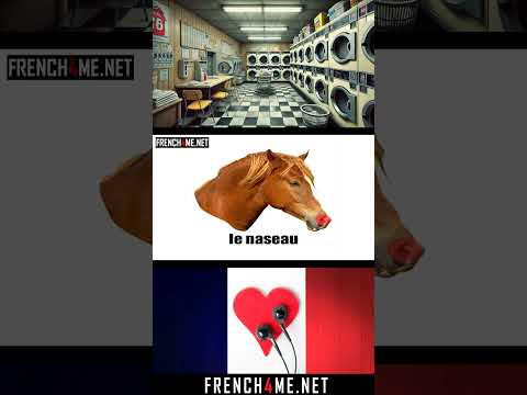 Learn French In The Laudromat I Vocabulary I Cheval # Vol 2