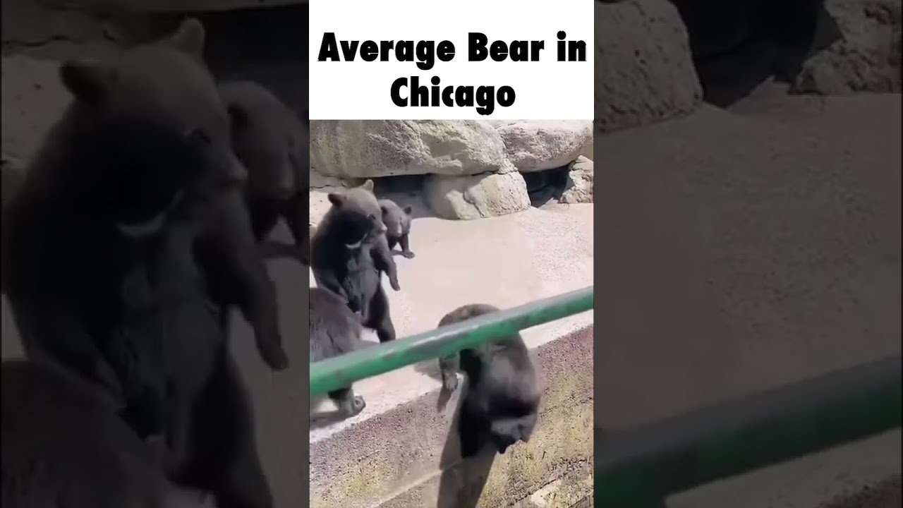 Average Bear In Chicago #meme #bear