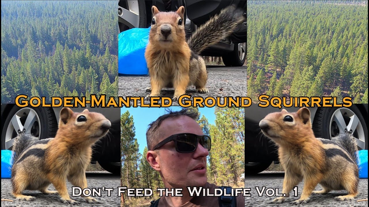 Golden-Mantled Ground Squirrel - Don't feed the Wildlife Vol. 1