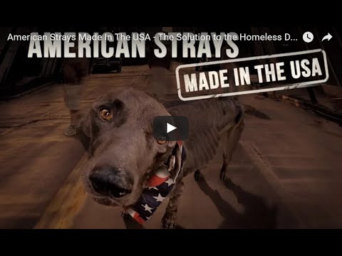 Survey attempts to count Detroit’s stray dogs – The Denver Post