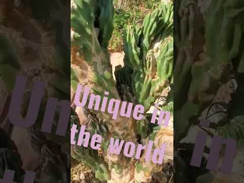 Milwaukee Domes preview