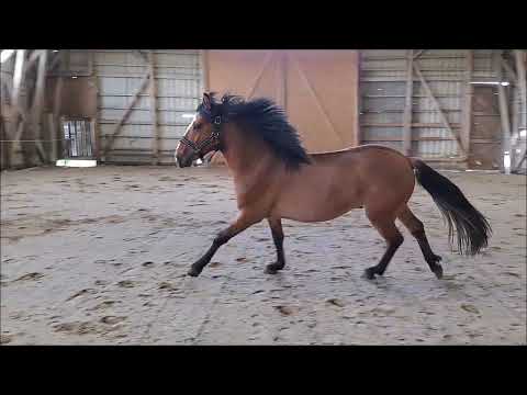 Voore Askal, estonian native horse FOR SALE - 14.05.2025