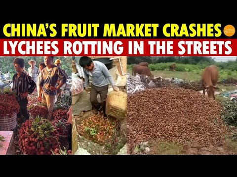 China’s Lychees Crash to Rock-Bottom Prices, 4 Cents per Pound, Used as Trash and Fed to Cows