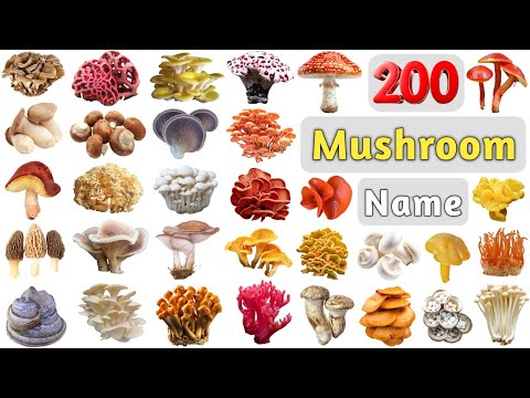 Mushroom Vocabulary ll 200 Mushroom Names in English With Pictures ll List of Fungus
