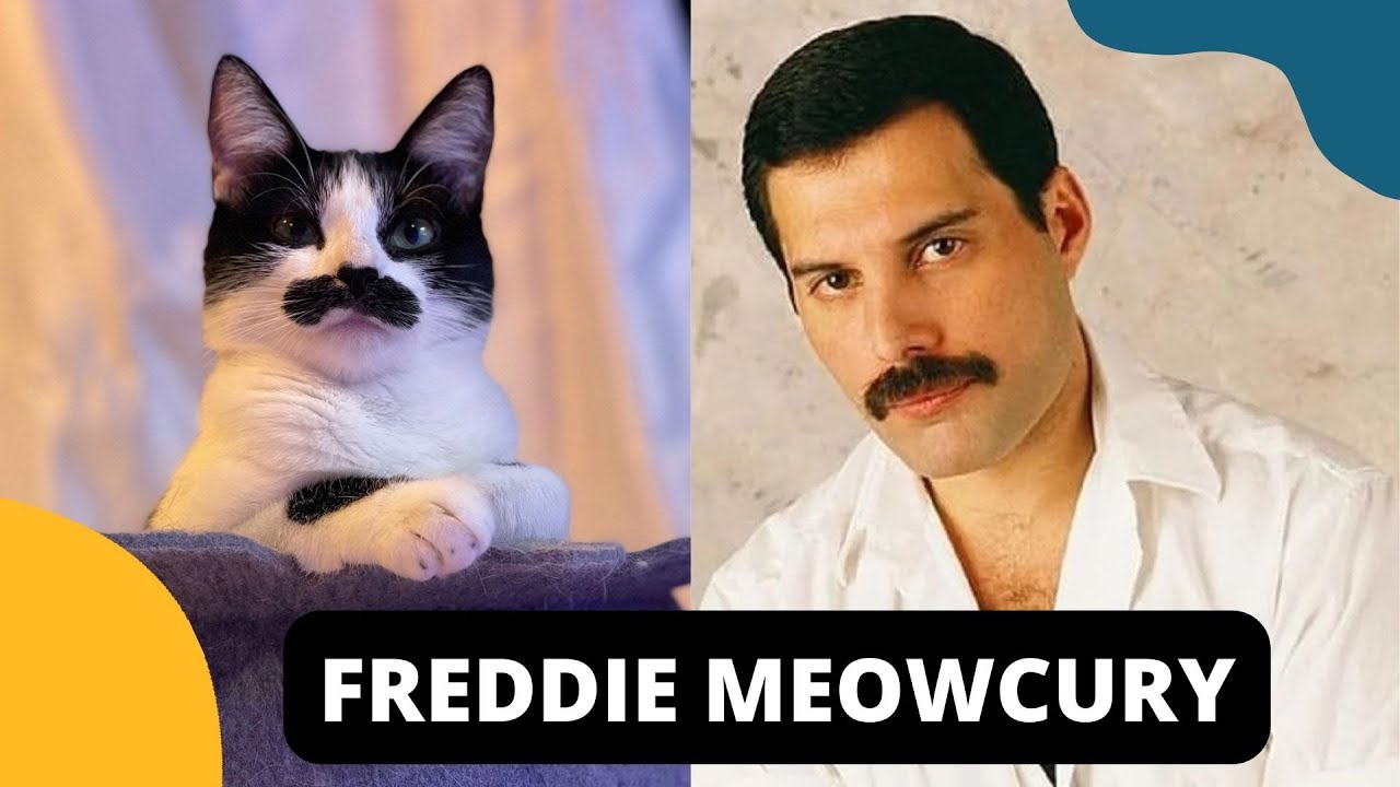 Moustached Cat Who Looks Like Freddie Mercury Goes Viral