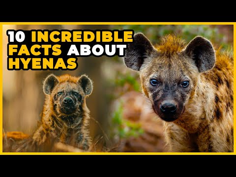 10 Interesting Facts About Hyenas in Hindi/Urdu | Hyenas / Lakad Bagga | لکڑبگھا