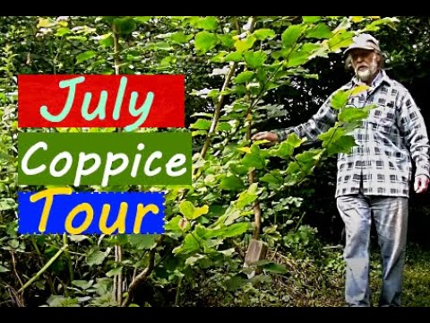 #HowTo #Coppice #Trees | [What is Coppicing] [Education]