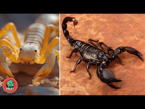 Shocking Facts About Scorpions! | The Untold Secrets of Scorpions