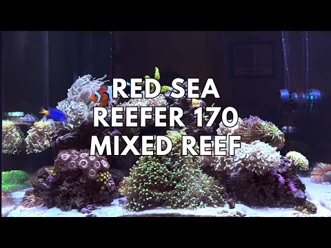 Red Sea Reefer 170 G2 Mixed Reef Showcase