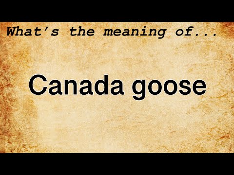 Canada Goose Meaning : Definition of Canada Goose