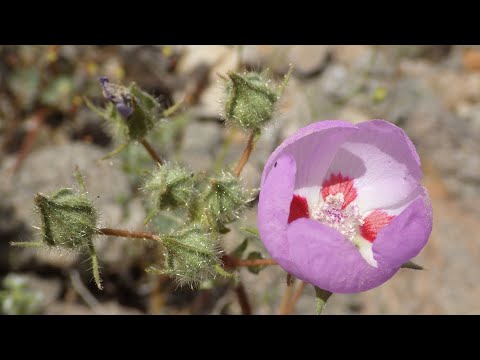 Eremalche rotundifolia (desert fivespot)