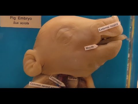 Anatomy & Physiology: Fetal Pig Specimen HD Walkthrough