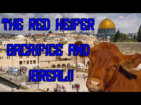 The Significance of the Red Heifer Sacrifice in Israel