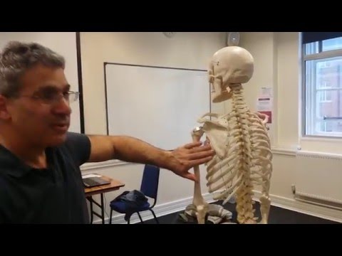 Trigger point theory