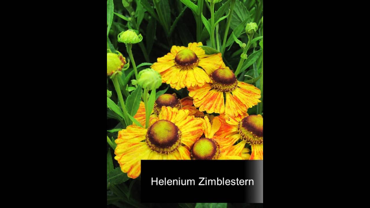 Antique Perennials in flower