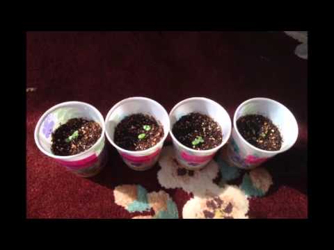 plants science project