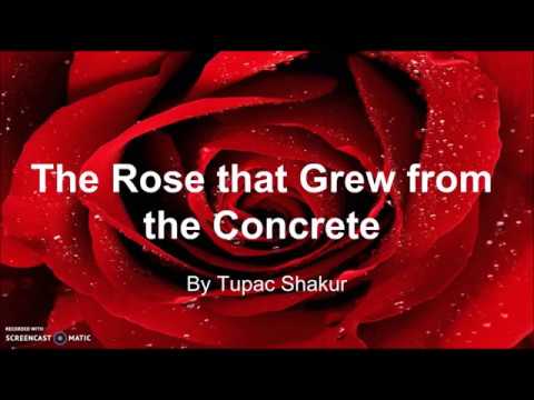 "The Rose that Grew From Concrete" by Tupac Shakur : Quick Poetry Analysis