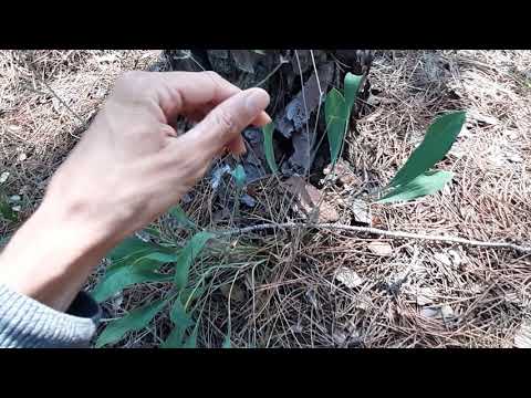 PLANTA MEDICINAL OREJA DE LIEBRE, Antiinflamatorio natural, saponinas, Blupeurum rigidum
