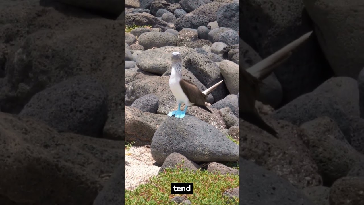 Why Do Blue Footed Boobies Have Blue Feet? #shorts