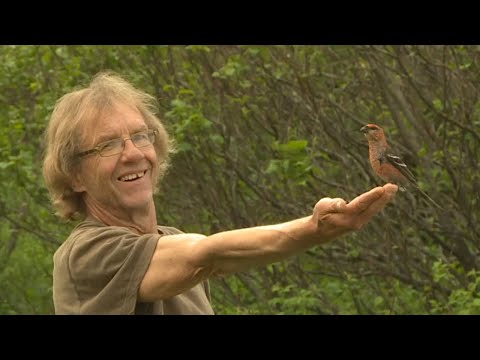 A bird watcher's tale