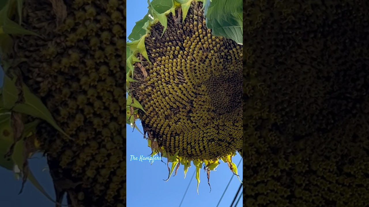 Giant Sunflower! #huge #giant #sunflower #wow #youtubeshorts #viral #nature #shortsvideo  #seed