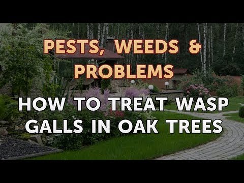How to Treat Wasp Galls in Oak Trees