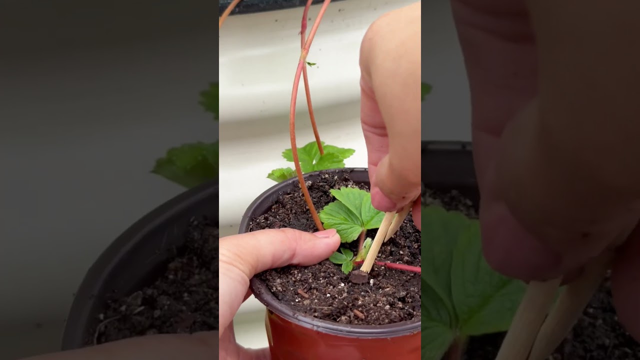 Growing Strawberries from Runners.