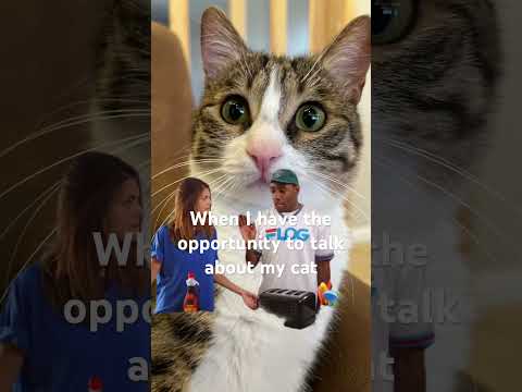 Tyler the creator Talking about my cat! creator #tylerthecreator humor #funnycats #crazycatlady