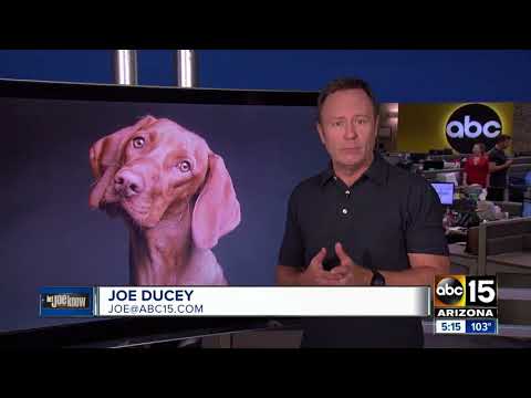 Can renters deny emotional support animals?