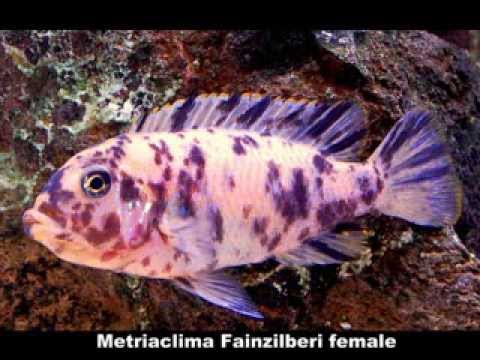 New Lake Malawi fish species discovered | Dear Kitty. Some blog