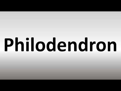How to Pronounce Philodendron