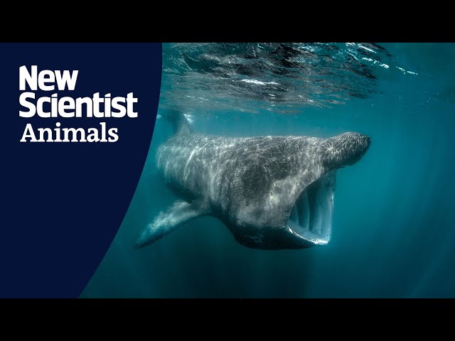 Rare footage shows 7-meter shark being hit by boat - World Stock Market