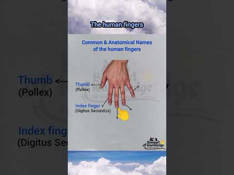 Common and Anatomical Names of the human fingers.