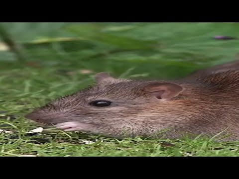 Poison Free Rat Trap