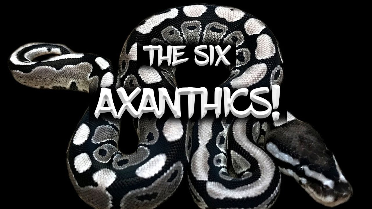 The Six Axanthic Ball Python Morphs!