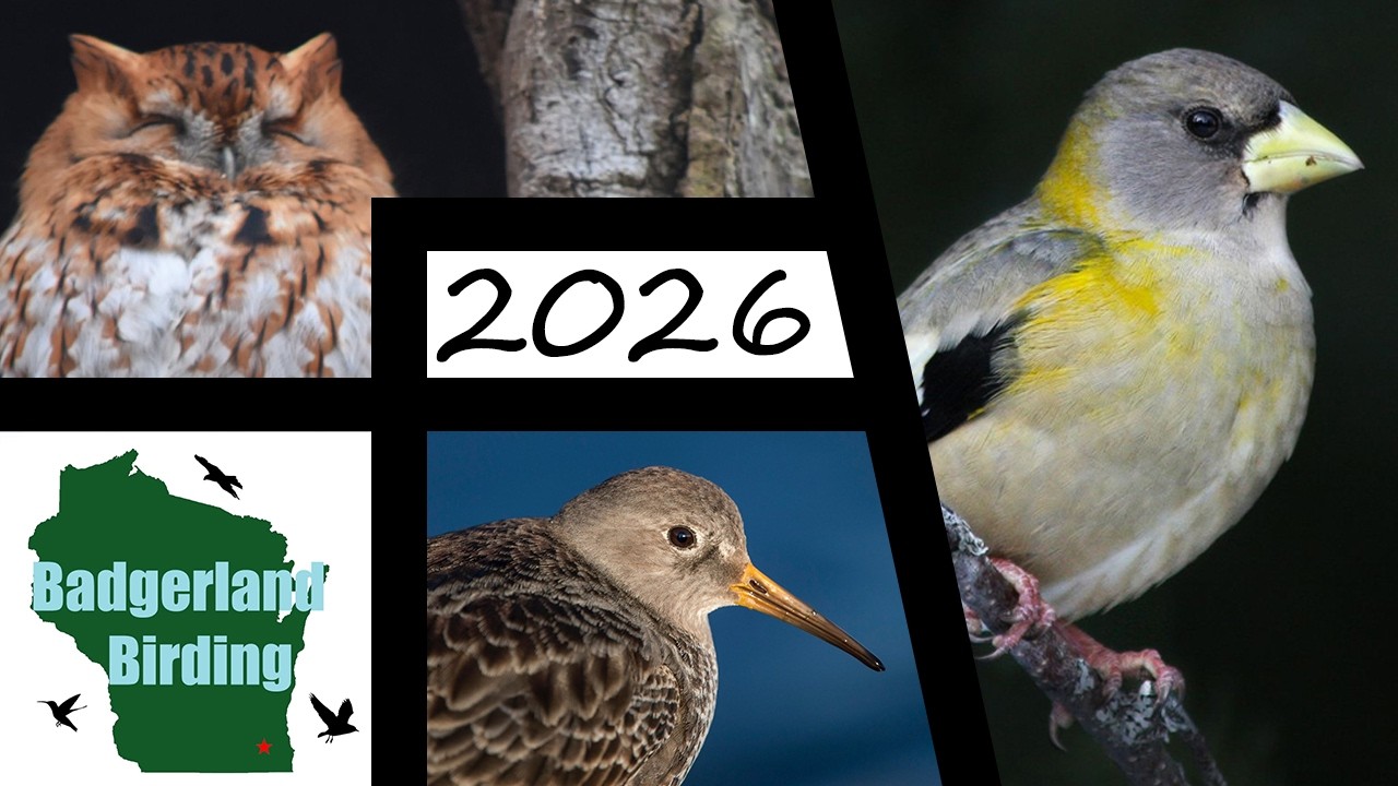2026 First of the Year Birding Challenge
