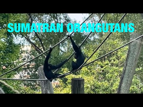 SUMATRAN ORANGUTAN VOICE OR SOUNDS