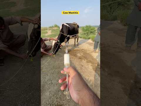 Cow disease | cow video | veterinary clinic | vet dr Mudassir | cow treatment | #animalheath #vet
