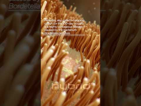 Whooping cough animation | Bordetella pertussis | 100-day cough | Pertussis animation