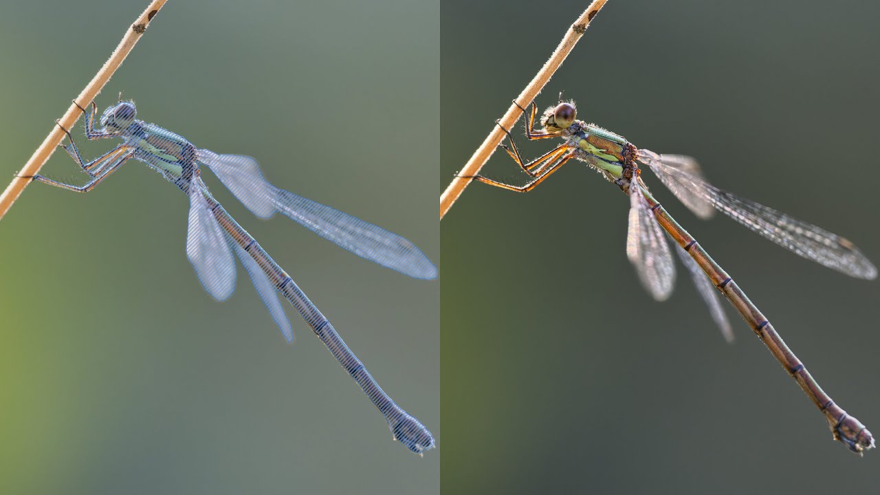 Using the Object Selection Tool in Affinity Photo