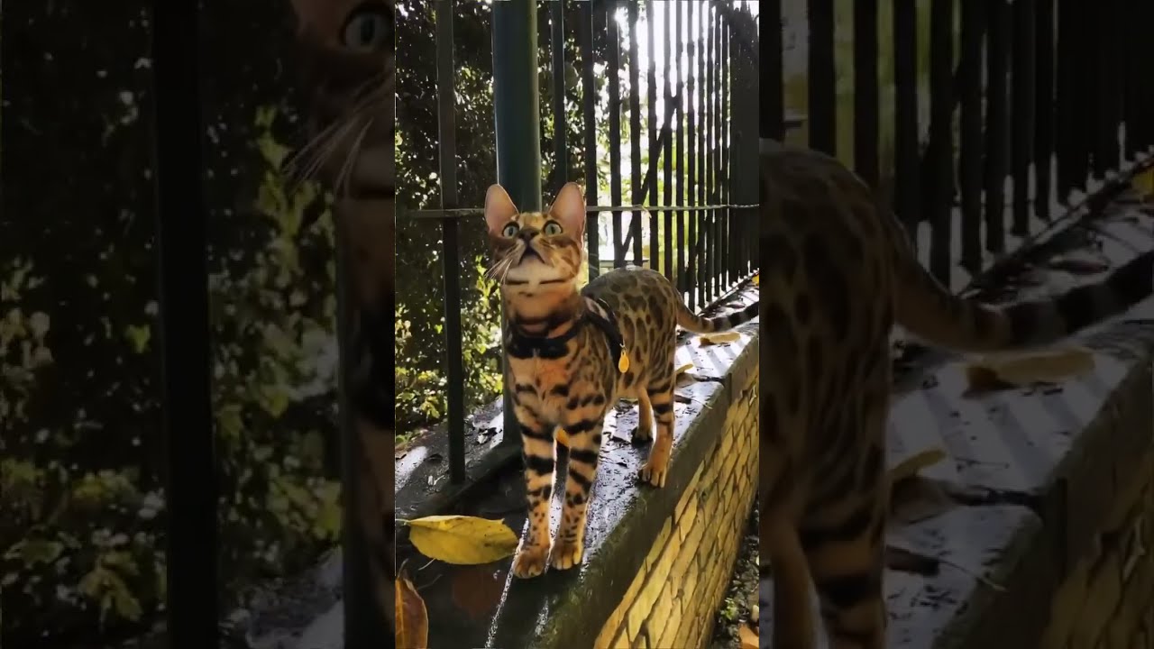 Happy Jay happy Monday  ----#Cat| Org Animal #Short