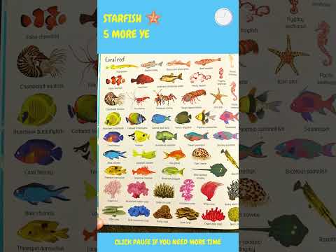 UNDER THE SEA #1 | CAN YOU FIND EDITION | Bedtime Fun For Kids in English | with Mimi Jaye