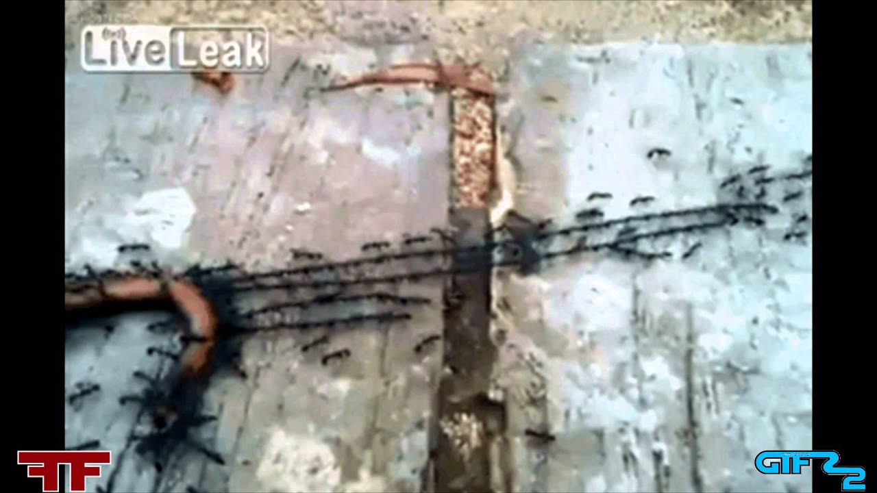 GIFS WITH SOUND FAN FRIDAY #6 FUNNY GIFS WITH SOUND Compilation August