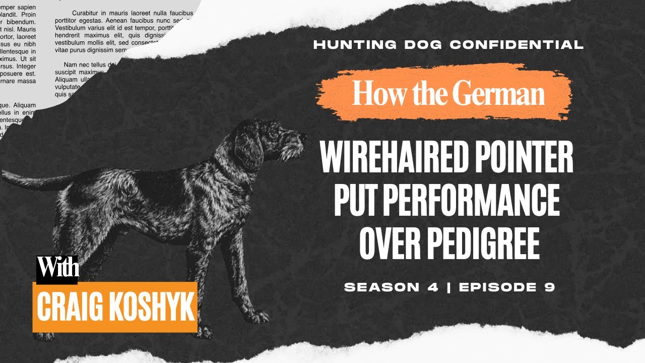 How the German Wirehaired Pointer Put Performance Over Pedigree