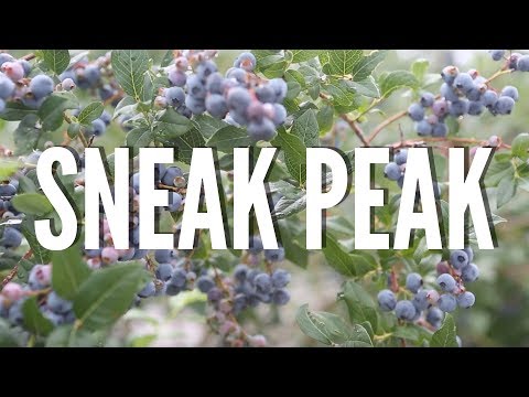 Rutgers Ultra Niche Crops | Blueberries Sneak Peek
