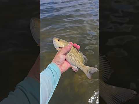 What Kind of FISH is this? Name it that fish!