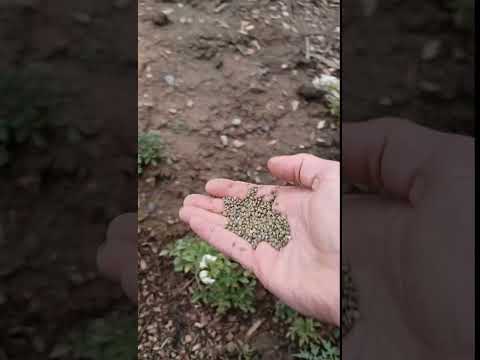 Sativa Cannabis Pheno Hunt From Several Hundred Marijuana Seeds.