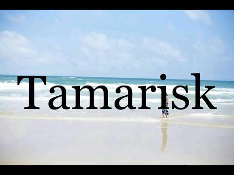 How To Pronounce Tamarisk🌈🌈🌈🌈🌈🌈Pronunciation Of Tamarisk