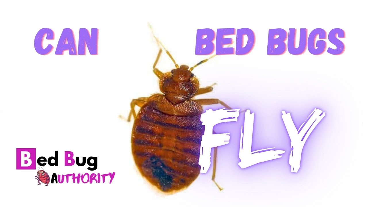 CAN BED BUGS FLY | DO BED BUGS HAVE WINGS | HAVE BED BUGS EVER BEEN ABLE TO FLY | BED BUG AUTHORITY